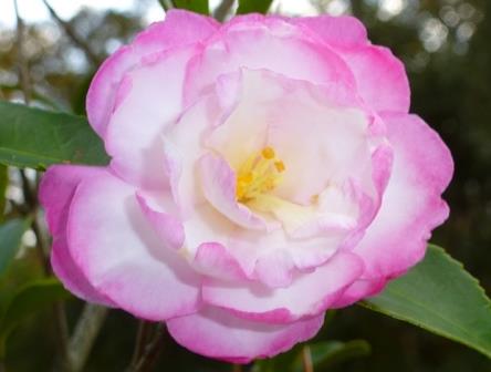 15 Gallon Leslie Ann Camellia | Cane Row Nursery & Landscaping