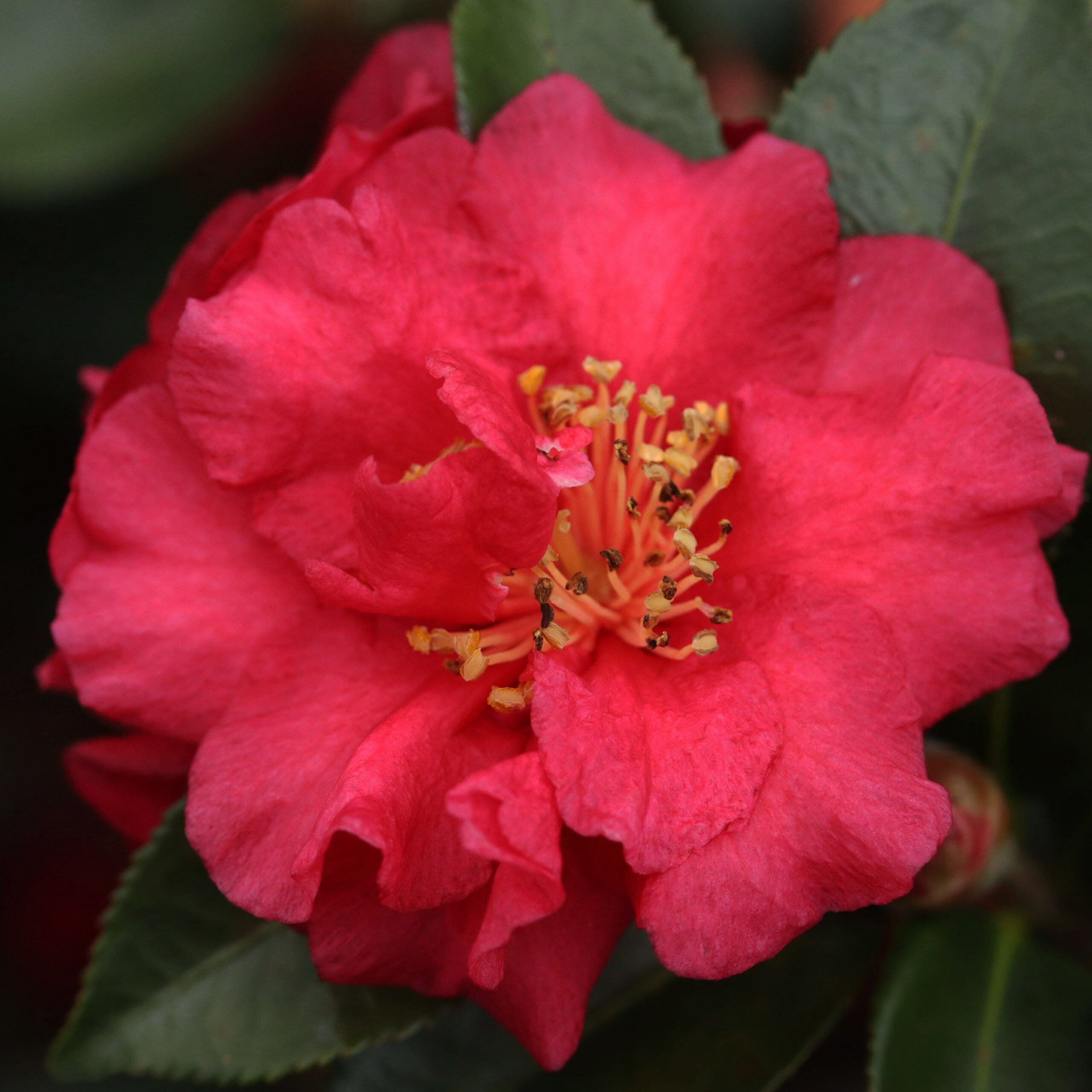3 Gallon Reverend Ida Camellia | Cane Row Nursery