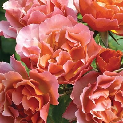 3 Gallon Tequila Supreme Rose | Cane Row Nursery & Landscaping