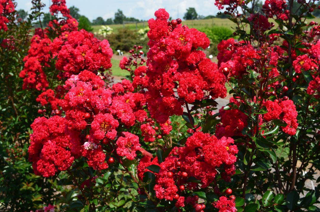 3 Gallon Ruffled Red Magic CrapeMyrtle | Cane Row Nursery & Landscaping