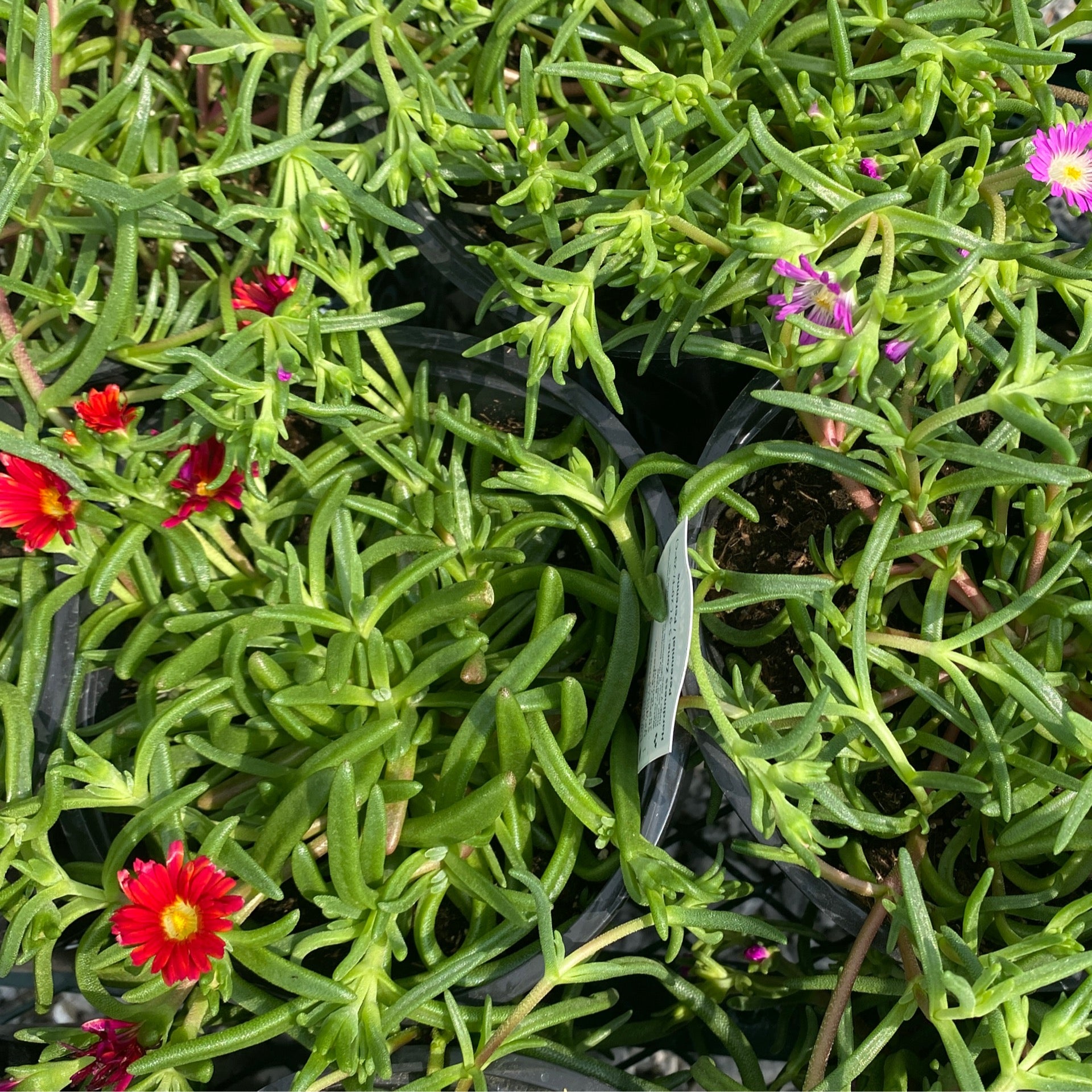 1 Gal Delosperma | Cane Row Nursery & Landscaping