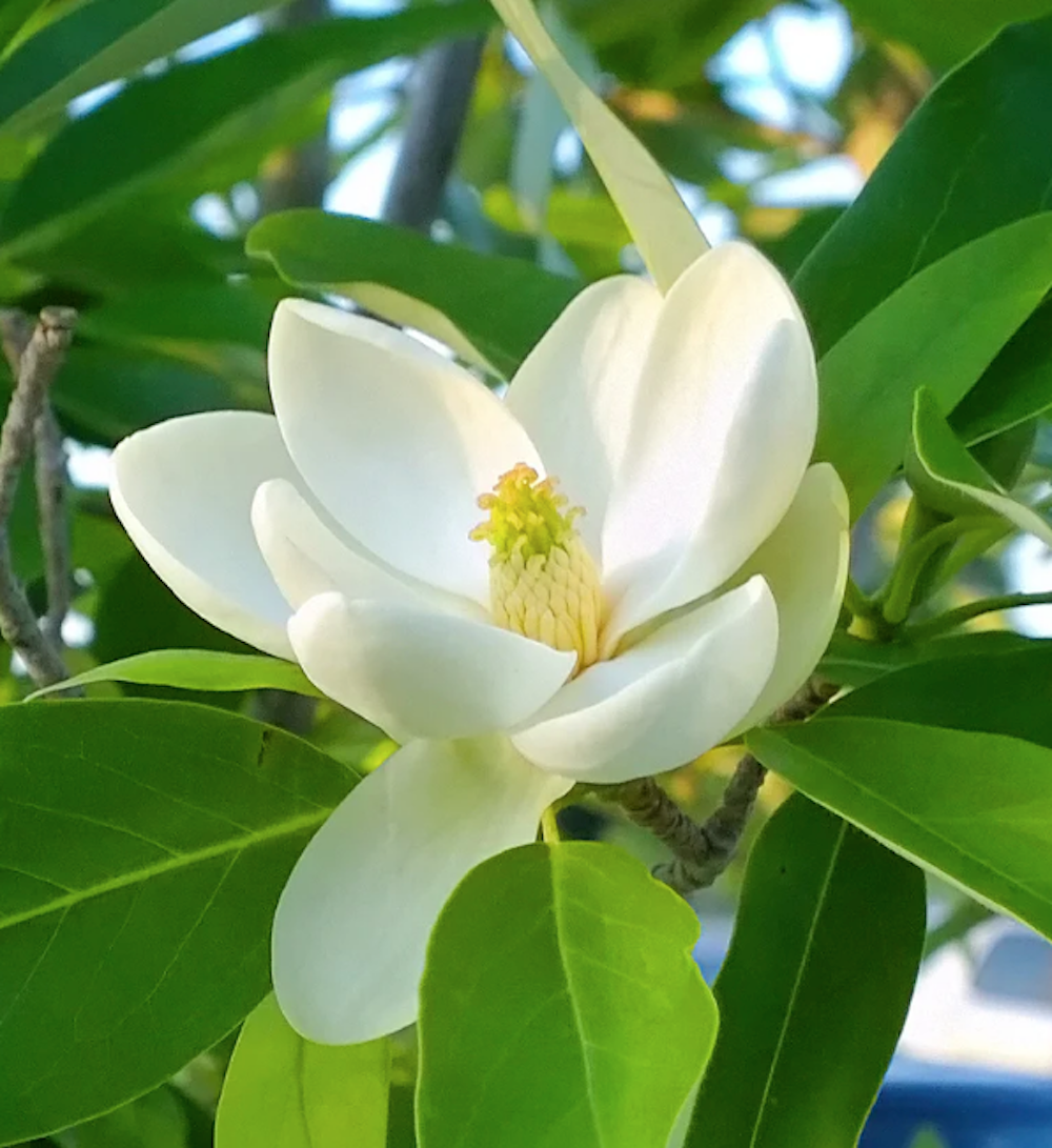 5 Gallon Sweet Bay Magnolia | Cane Row Nursery & Landscaping