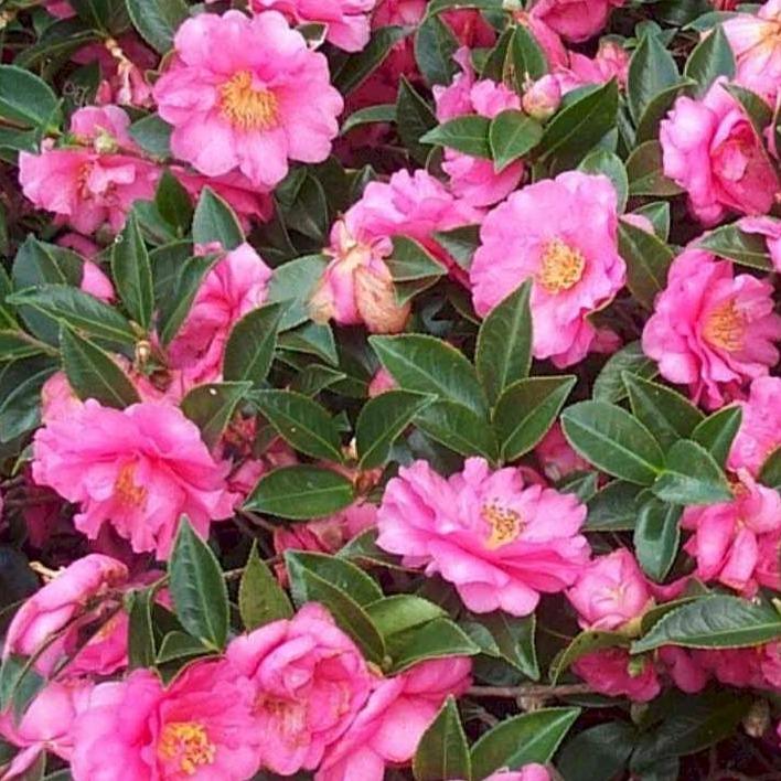 3 Gallon Shi Shi Camellia | Cane Row Nursery & Landscaping
