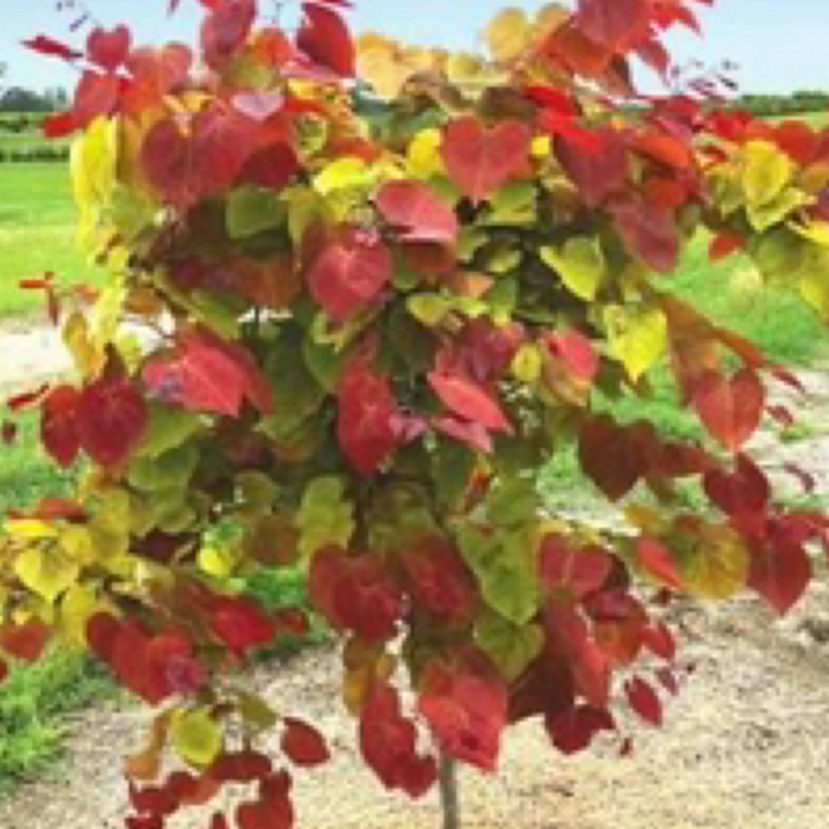 15 Gallon Flame Thrower Redbud | Cane Row Nursery & Landscaping
