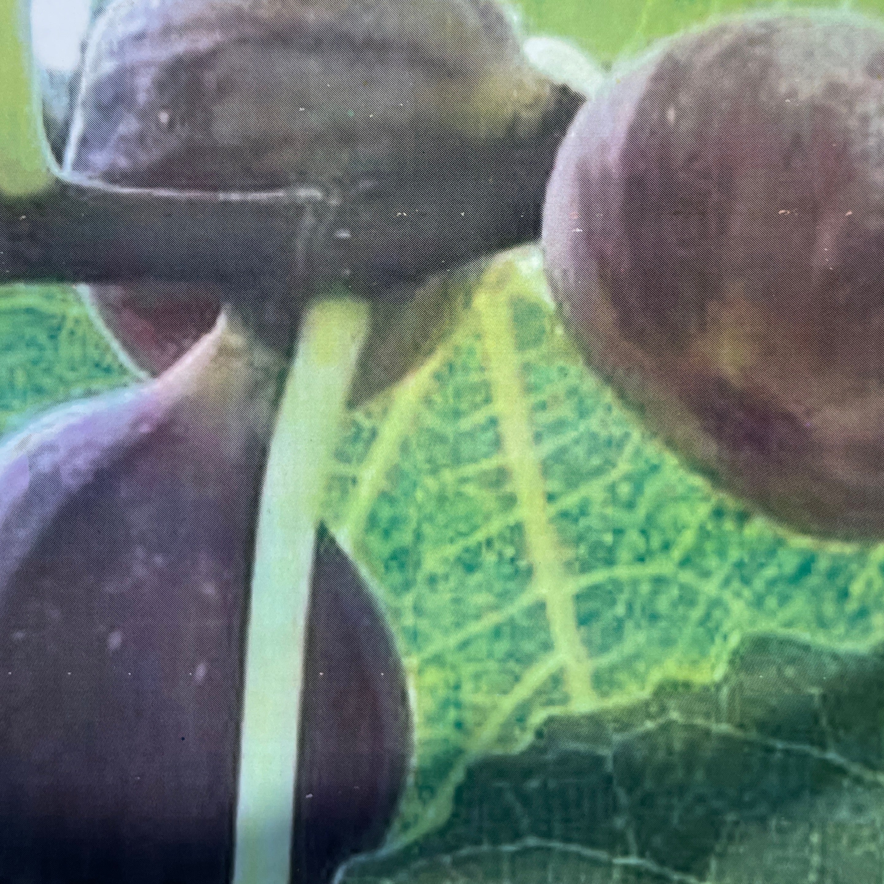 3 Gallon Black Mission Fig | Cane Row Nursery & Landscaping