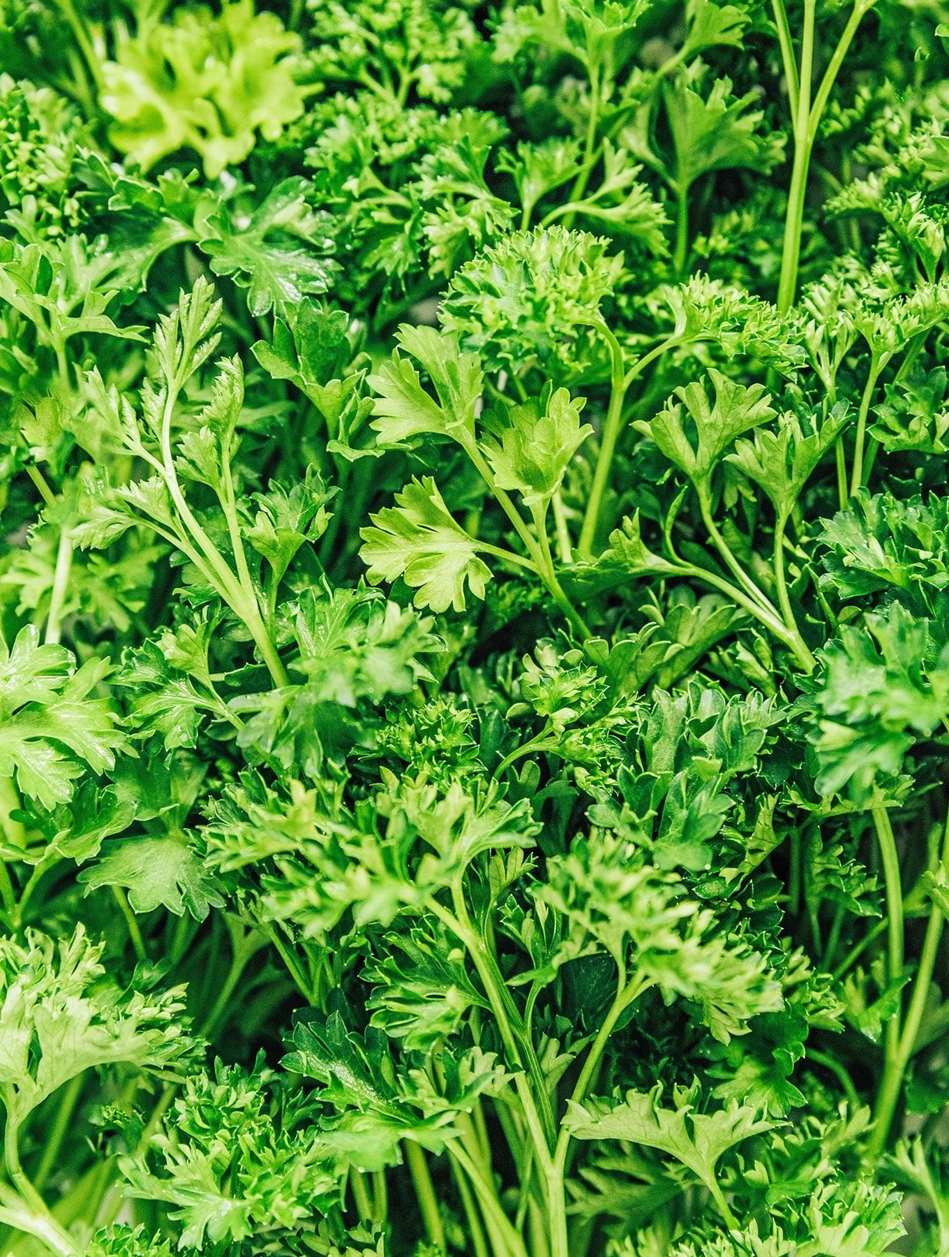 1 Gallon Parsley | Cane Row Nursery & Landscaping