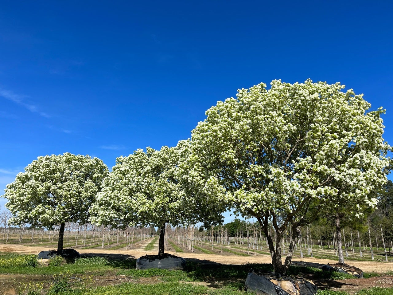 30 Gallon Chinese Fringe Tree | Cane Row Nursery & Landscaping
