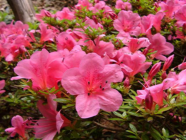 3 Gallon Chinzan Azalea | Cane Row Nursery
