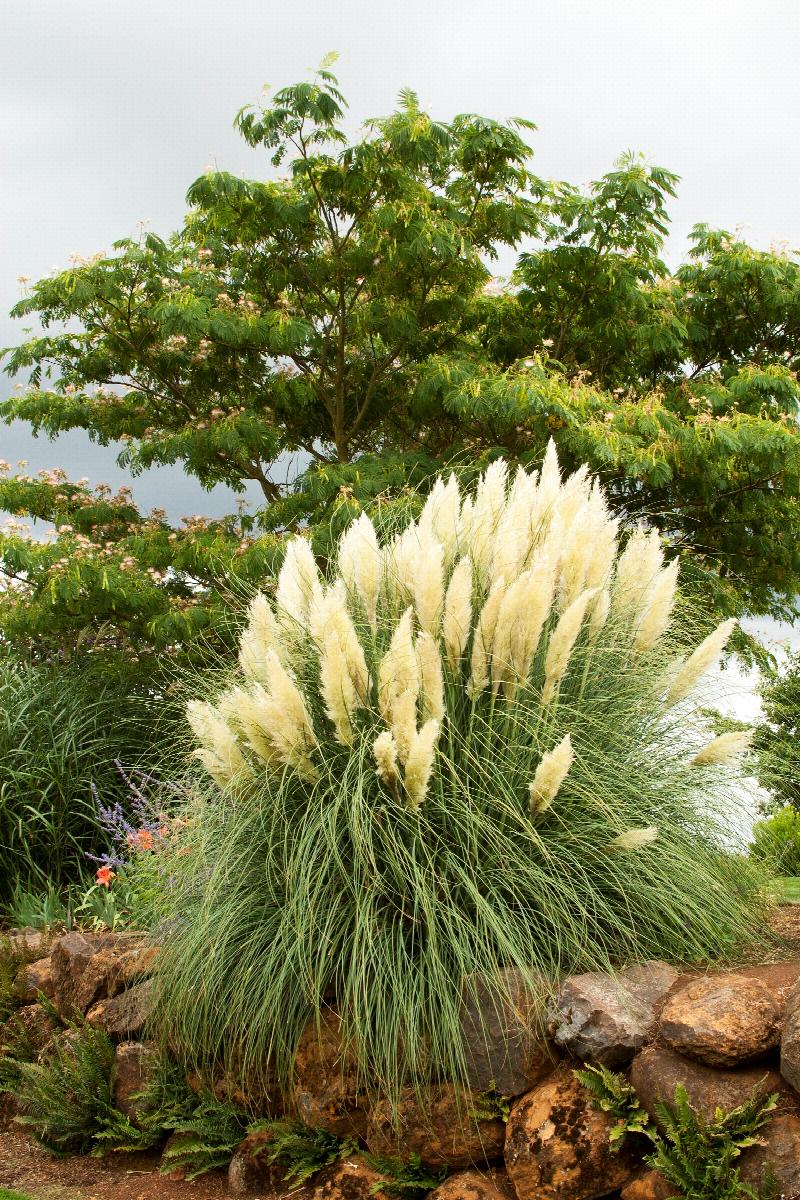 3 Gallon Dwarf Pampas Grass | Cane Row Nursery