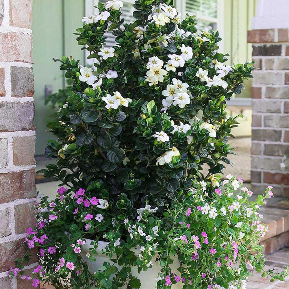 3 Gallon Diamond Spire Gardenia | Cane Row Nursery & Landscaping