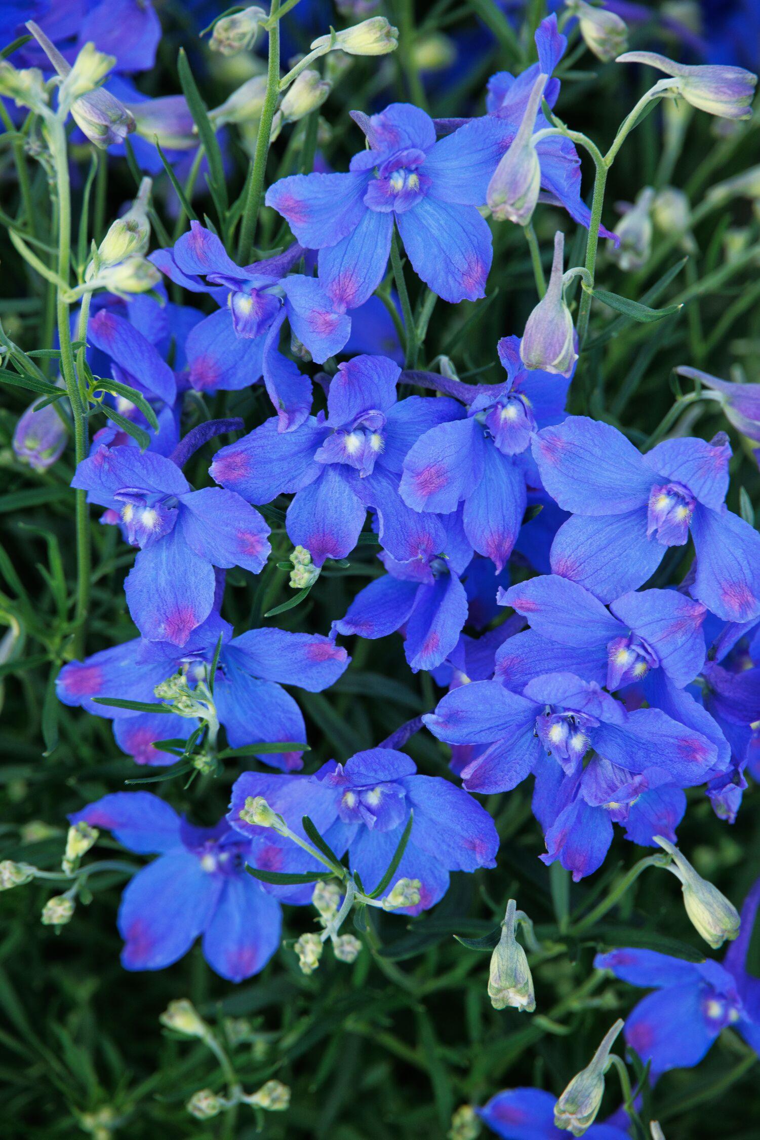 QT Delphinium Hunky Dory Blue | Cane Row Nursery & Landscaping