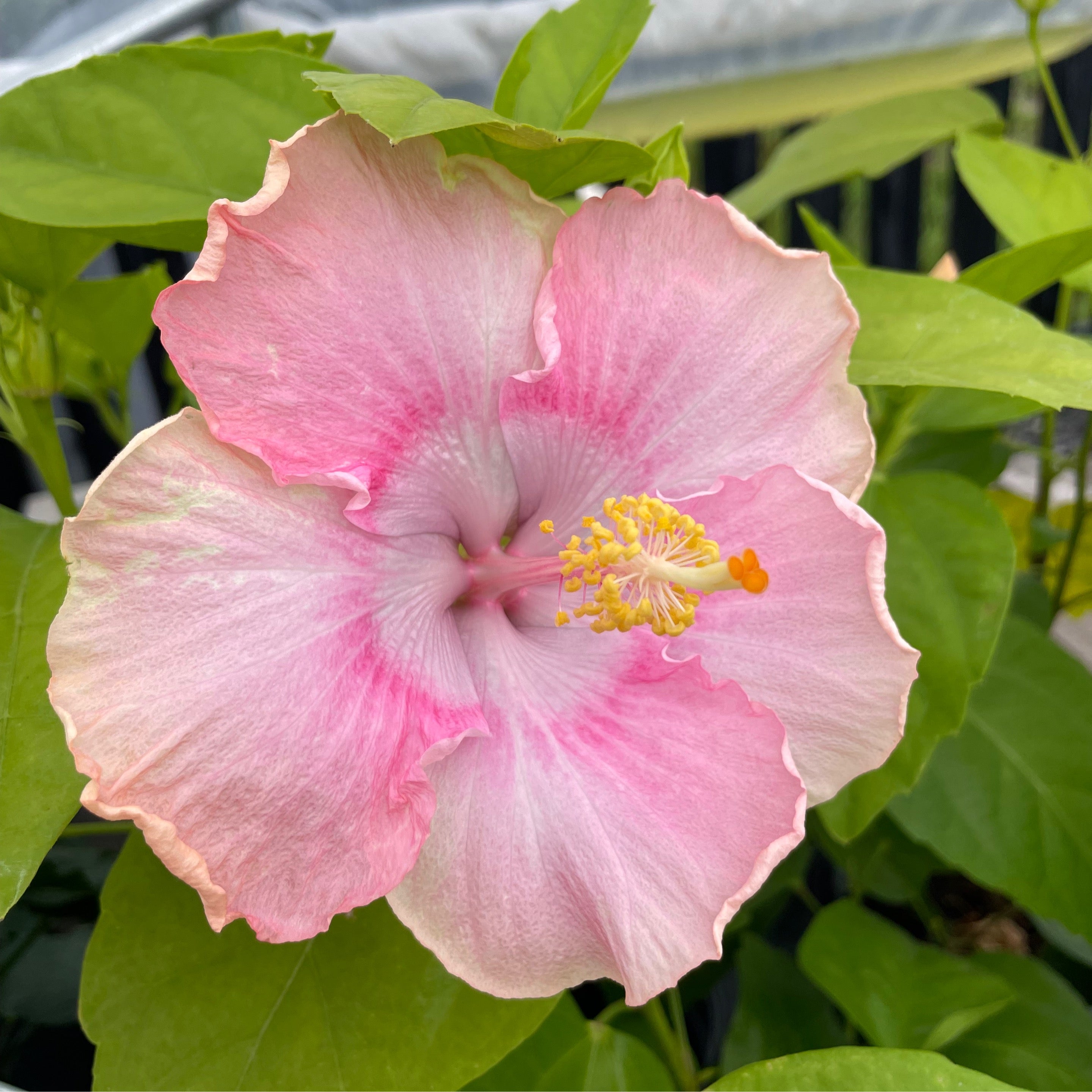 Fairy Ring Cajun Hibiscus | Cane Row Nursery & Landscaping