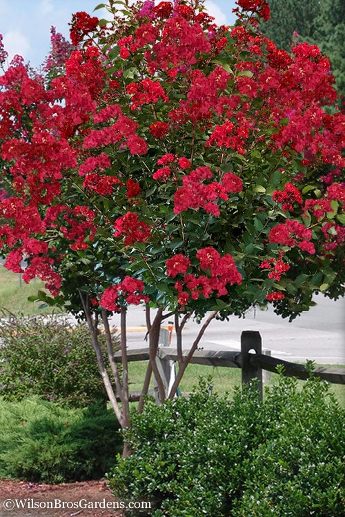 7 Gallon Colorama Scarlet Crepe Myrtle | Cane Row Nursery