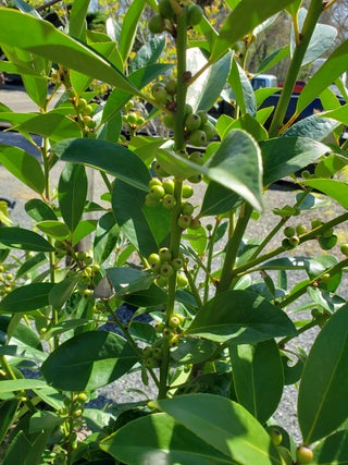 Shop All Plants, Trees, and Garden Supplies | Cane Row Landscaping ...