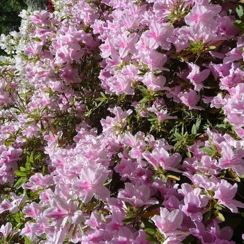 7 Gallon George Taber Azalea | Cane Row Nursery & Landscaping