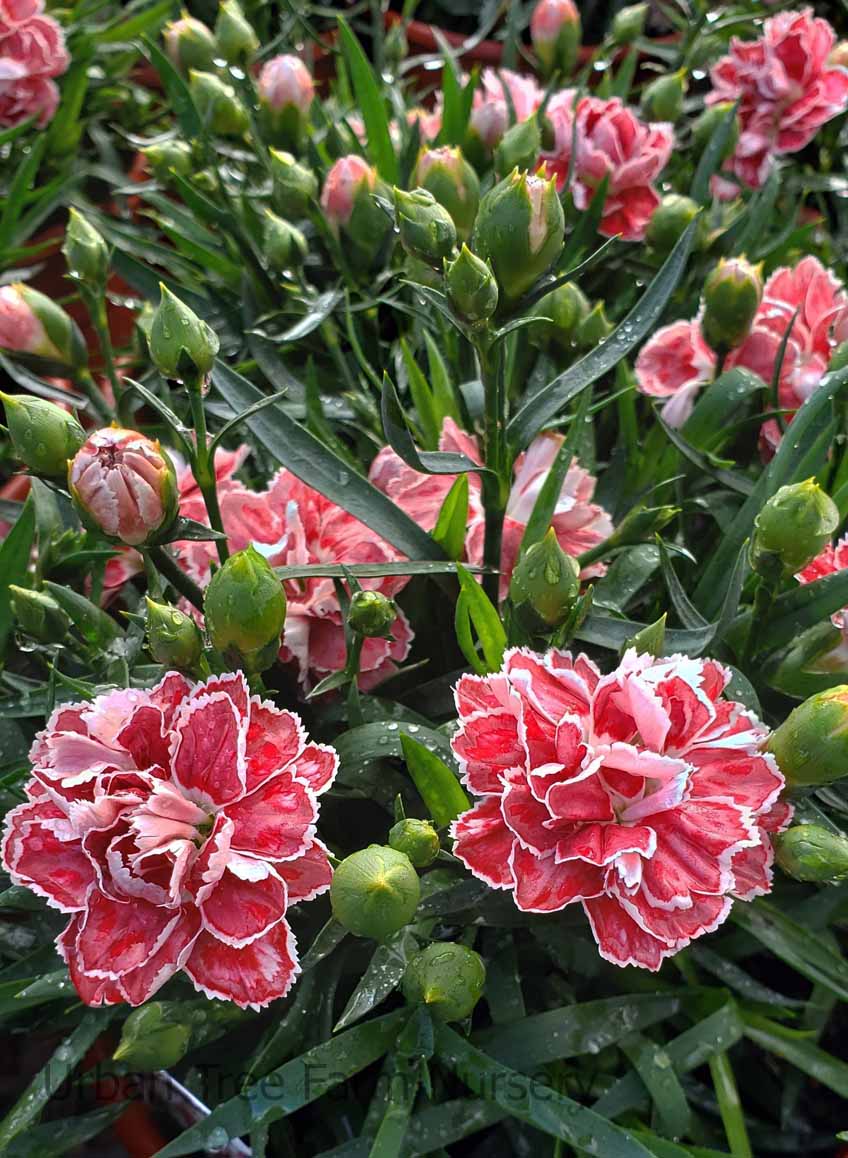 Quart Dianthus Super Trouper Red and White | Cane Row Nursery & Landscaping