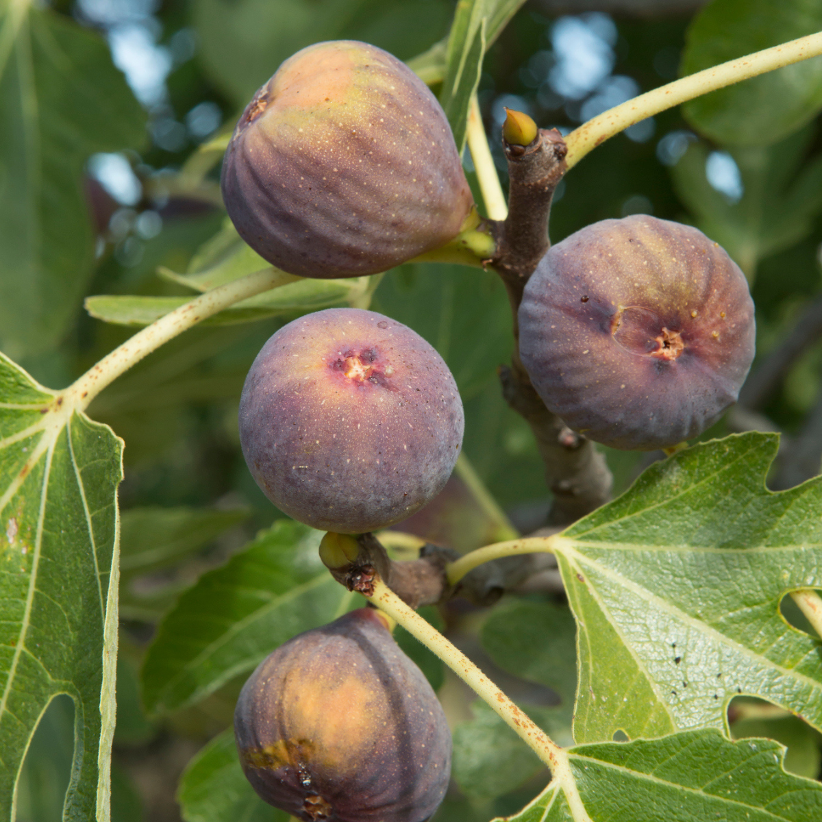 3 Gallon Olympian Fig | Cane Row Nursery & Landscaping