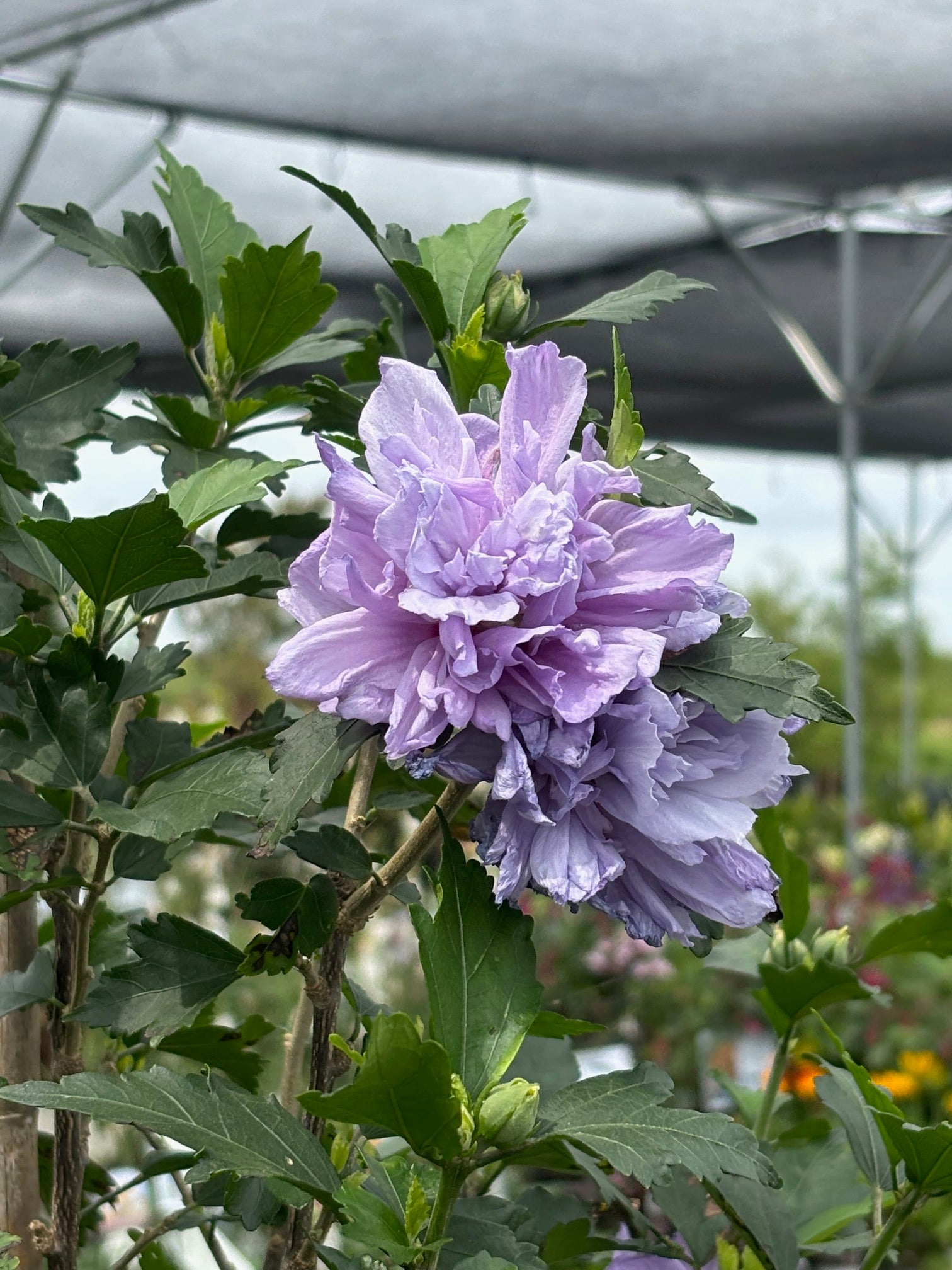 3 Gallon Purple Althea (Rose of Sharon) | Cane Row Nursery & Landscaping