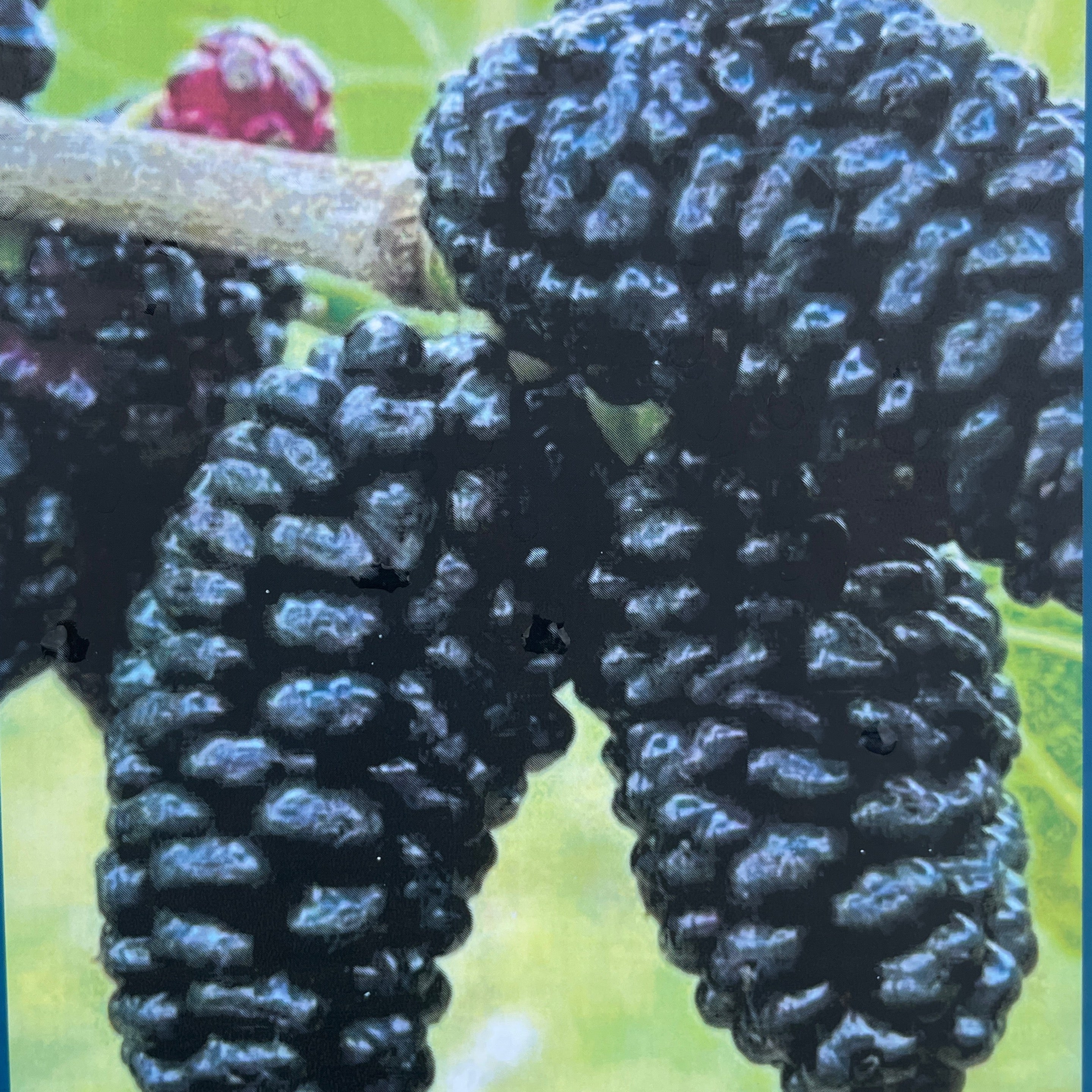 3 Gallon Dwarf Mulberry | Cane Row Nursery & Landscaping