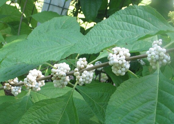 3 Gallon White Beauty Berry | Cane Row Nursery & Landscaping