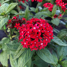 1 Gallon Ruby Red Pentas | Cane Row Nursery & Landscaping