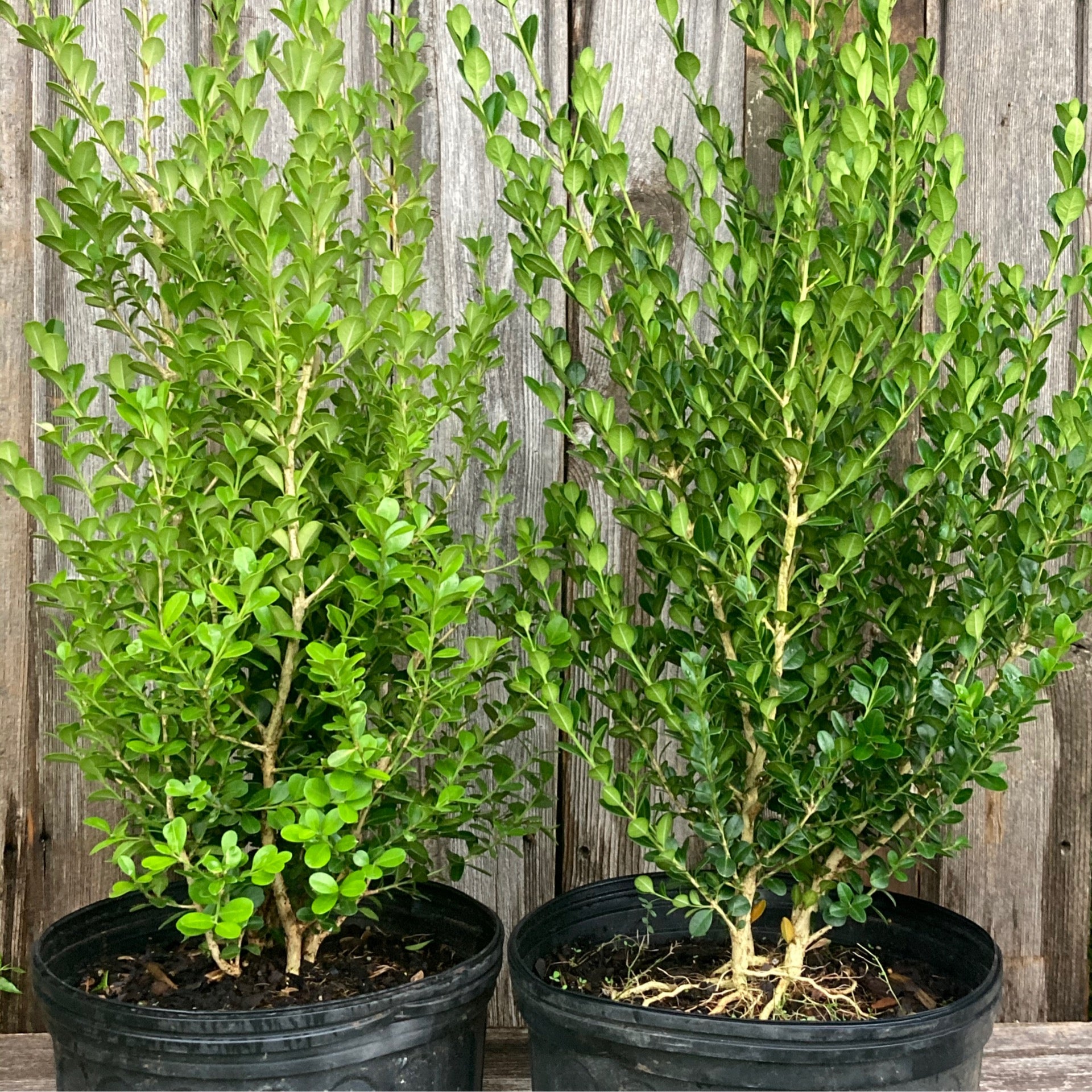3 Gallon Wintergreen Boxwood | Cane Row Nursery & Landscaping