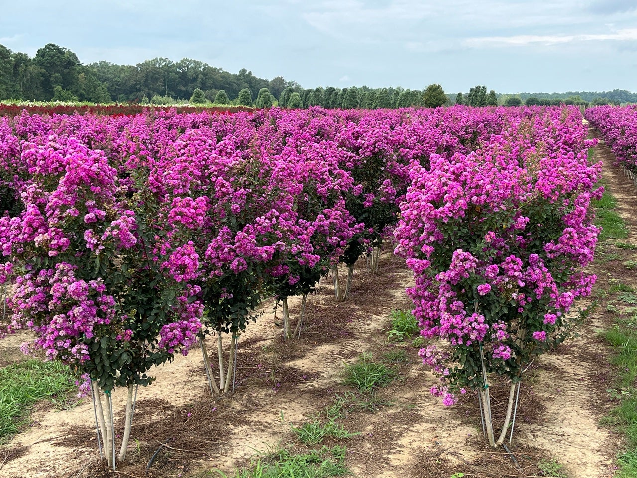 15 Gallon Miss Sandra Crepe Myrtle | Cane Row Nursery & Landscaping