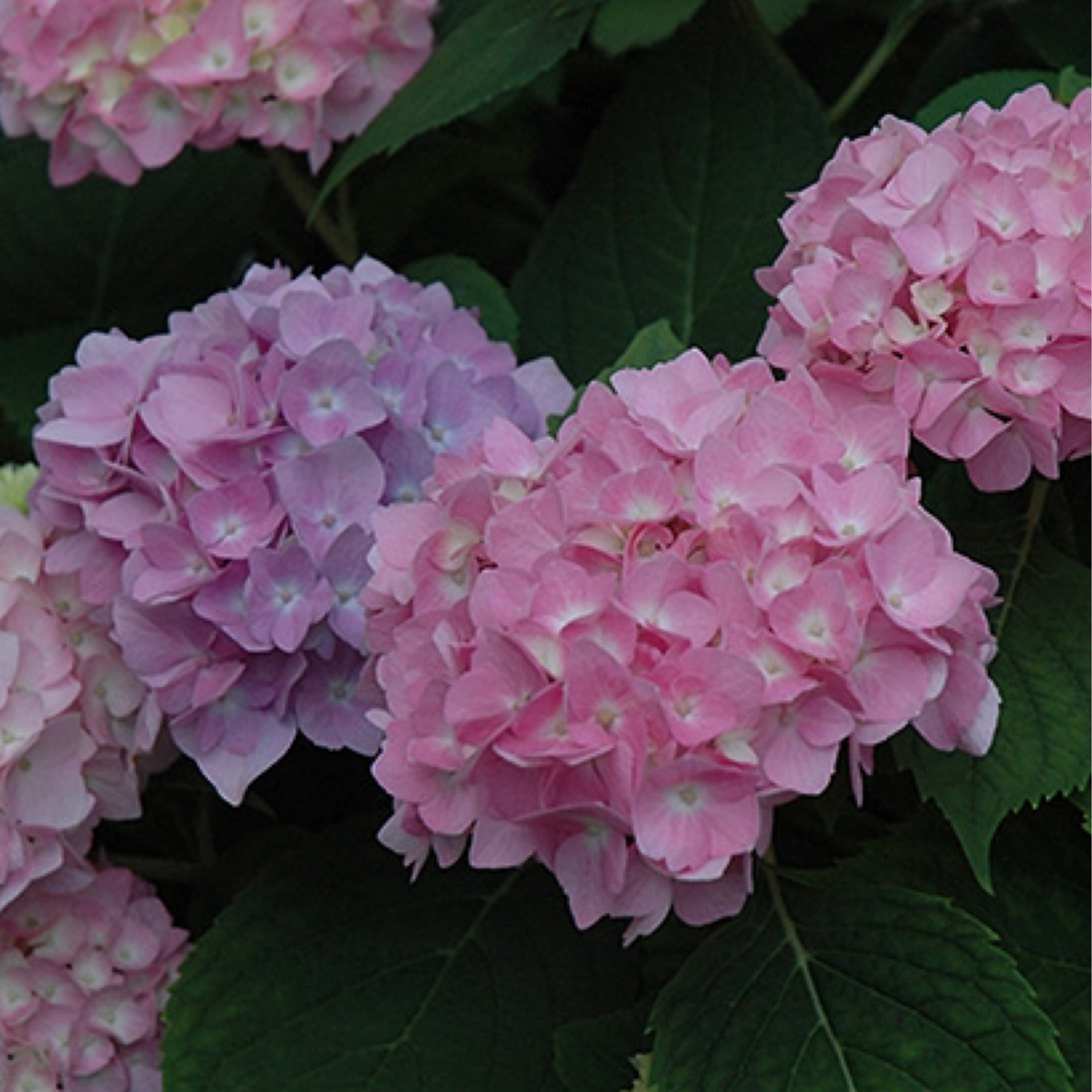 3 Gallon Endless Summer The Original | Cane Row Nursery & Landscaping