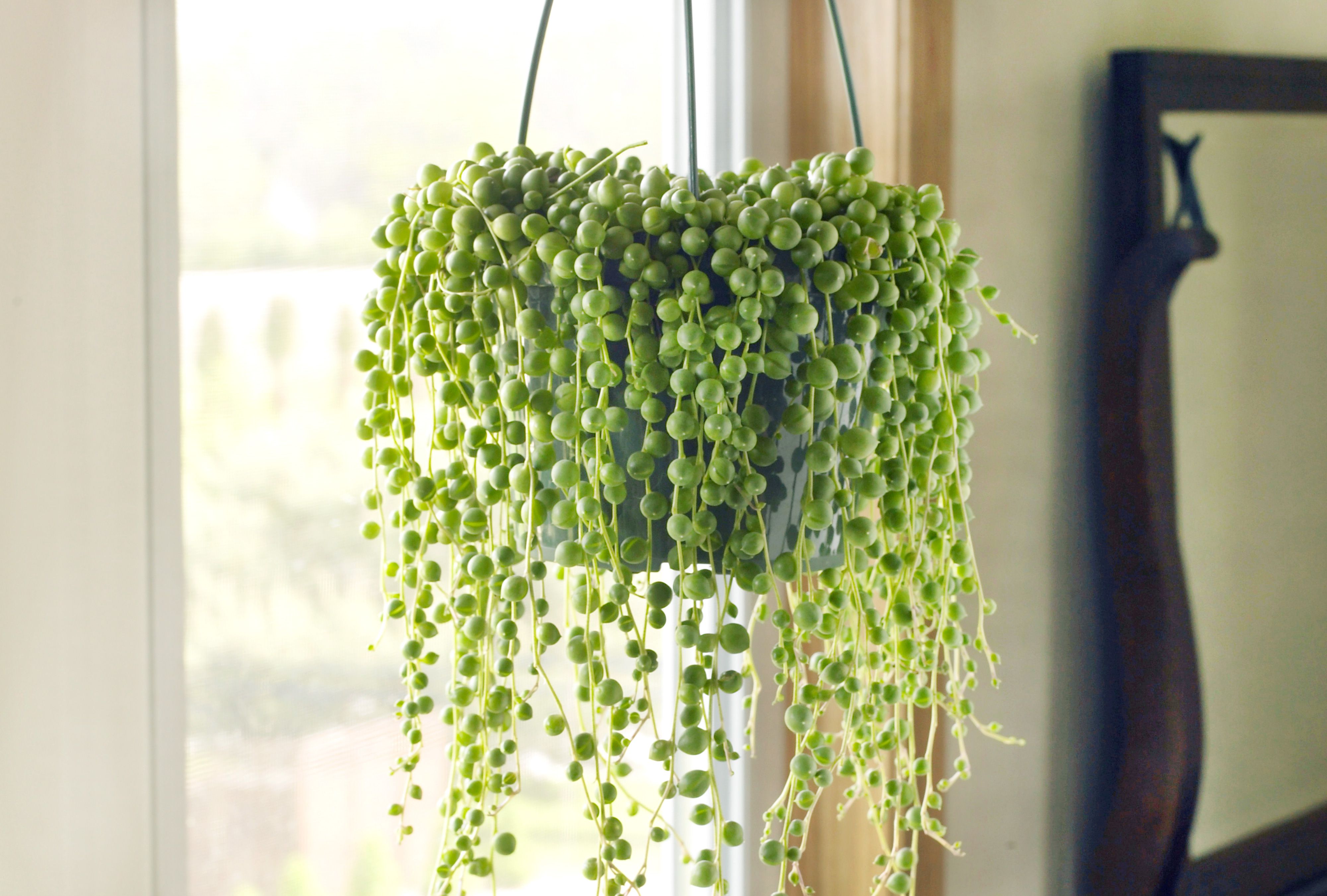 8" HB String Of Pearls | Cane Row Nursery & Landscaping