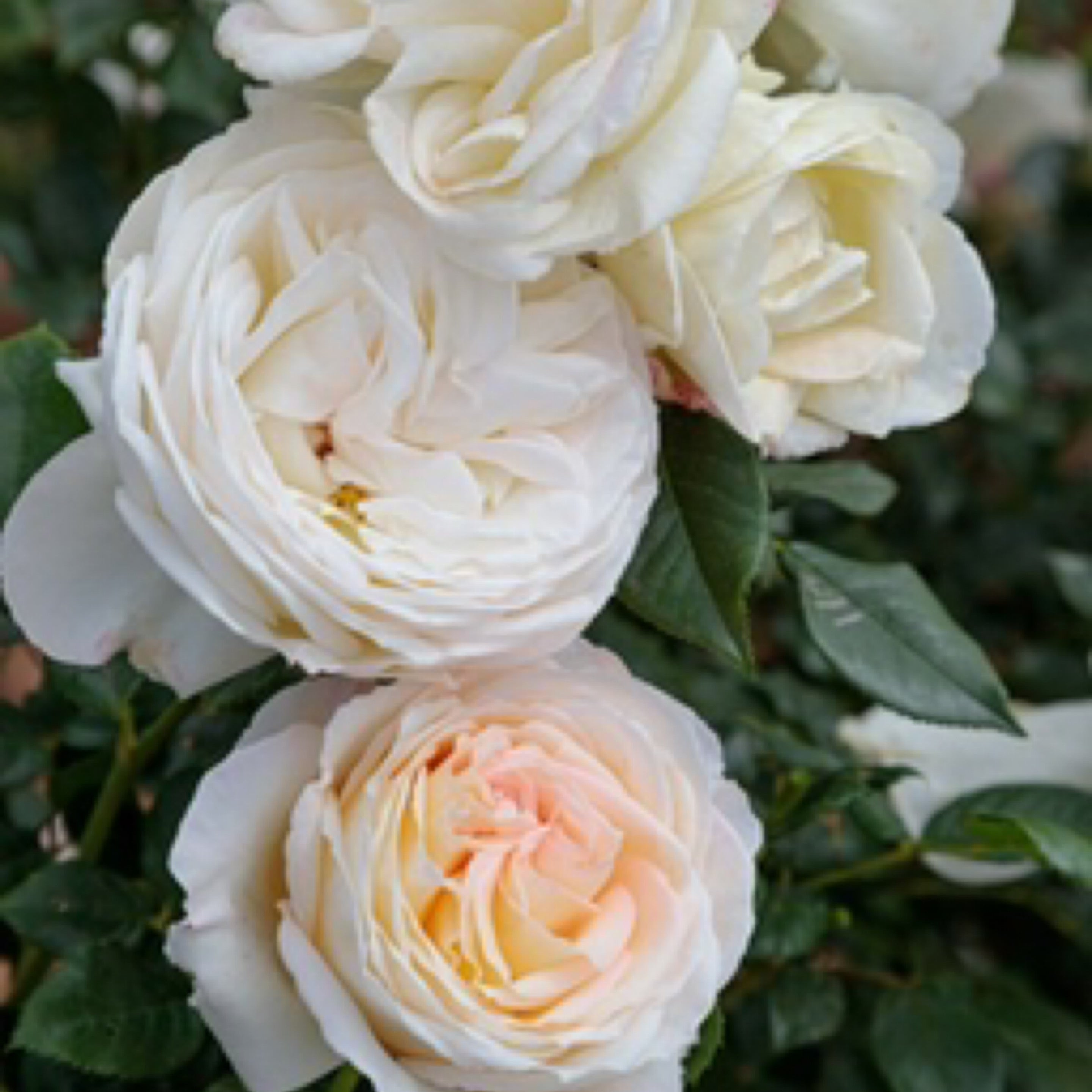 2 Gallon Top Cream Rose | Cane Row Nursery & Landscaping