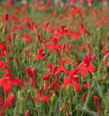 Quart Ragin Cajun Ruella | Cane Row Nursery & Landscaping