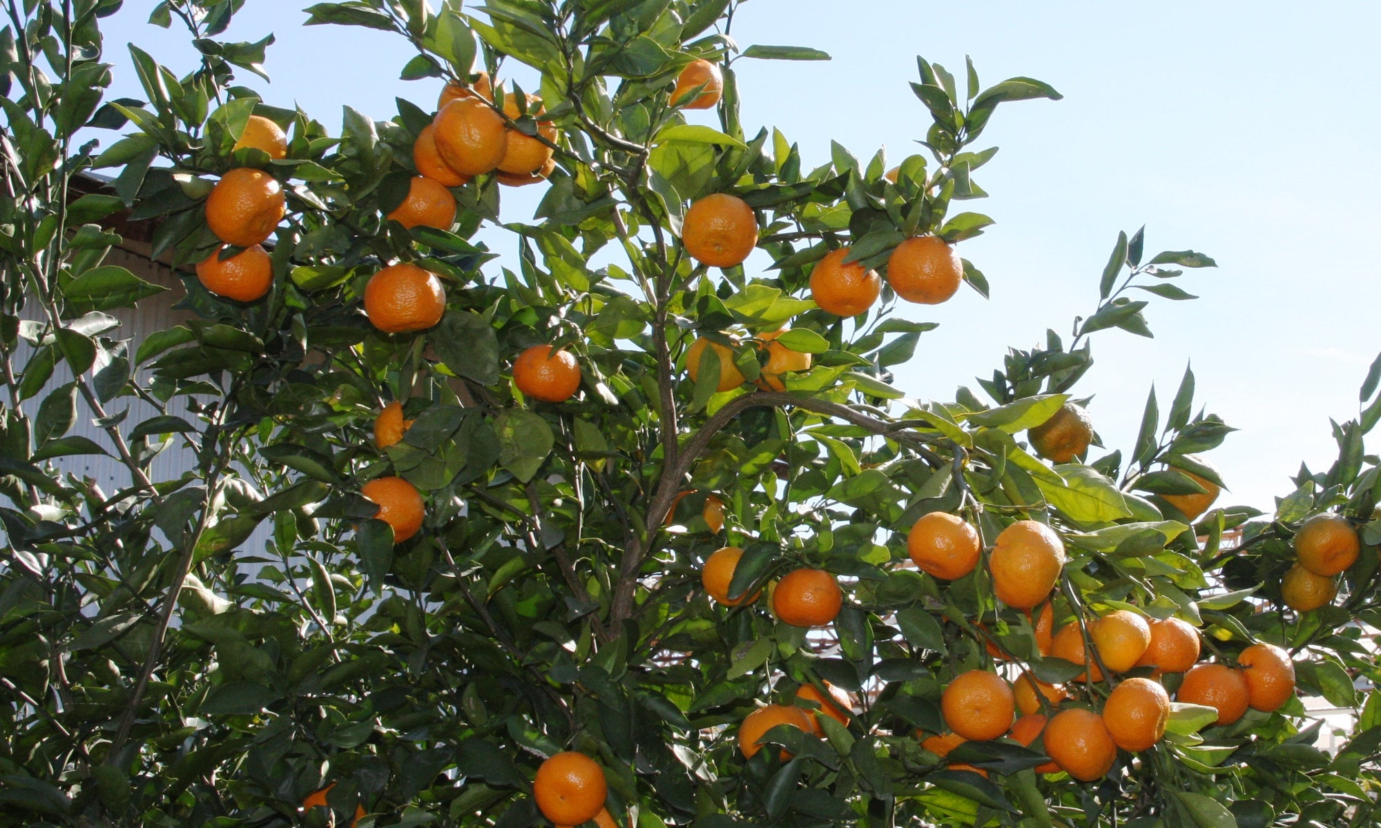 Orange Frost Satsuma (Citrus reticulata 'Orange Frost') | Cold-Hardy ...