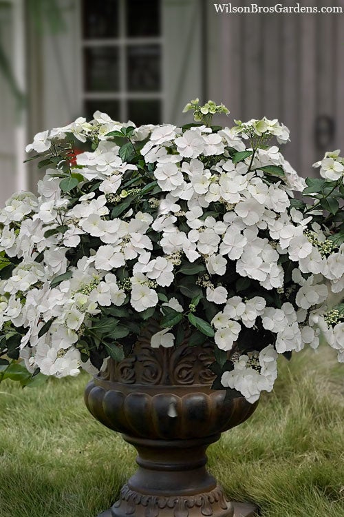 3 Gallon Fairytrail Bride Hydrangea | Cane Row Nursery & Landscaping