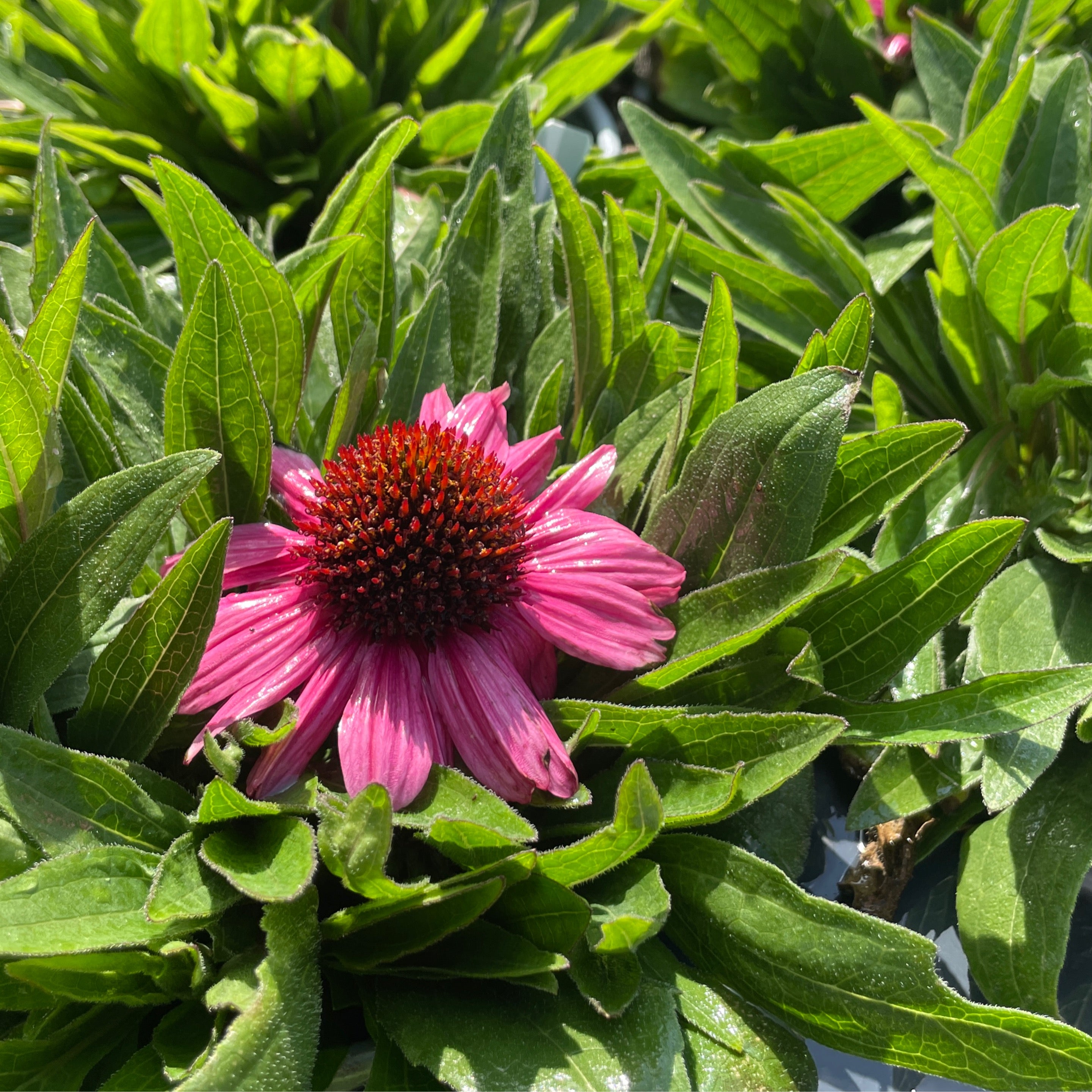 1 Gallon Echinacea Purple | Cane Row Nursery & Landscaping