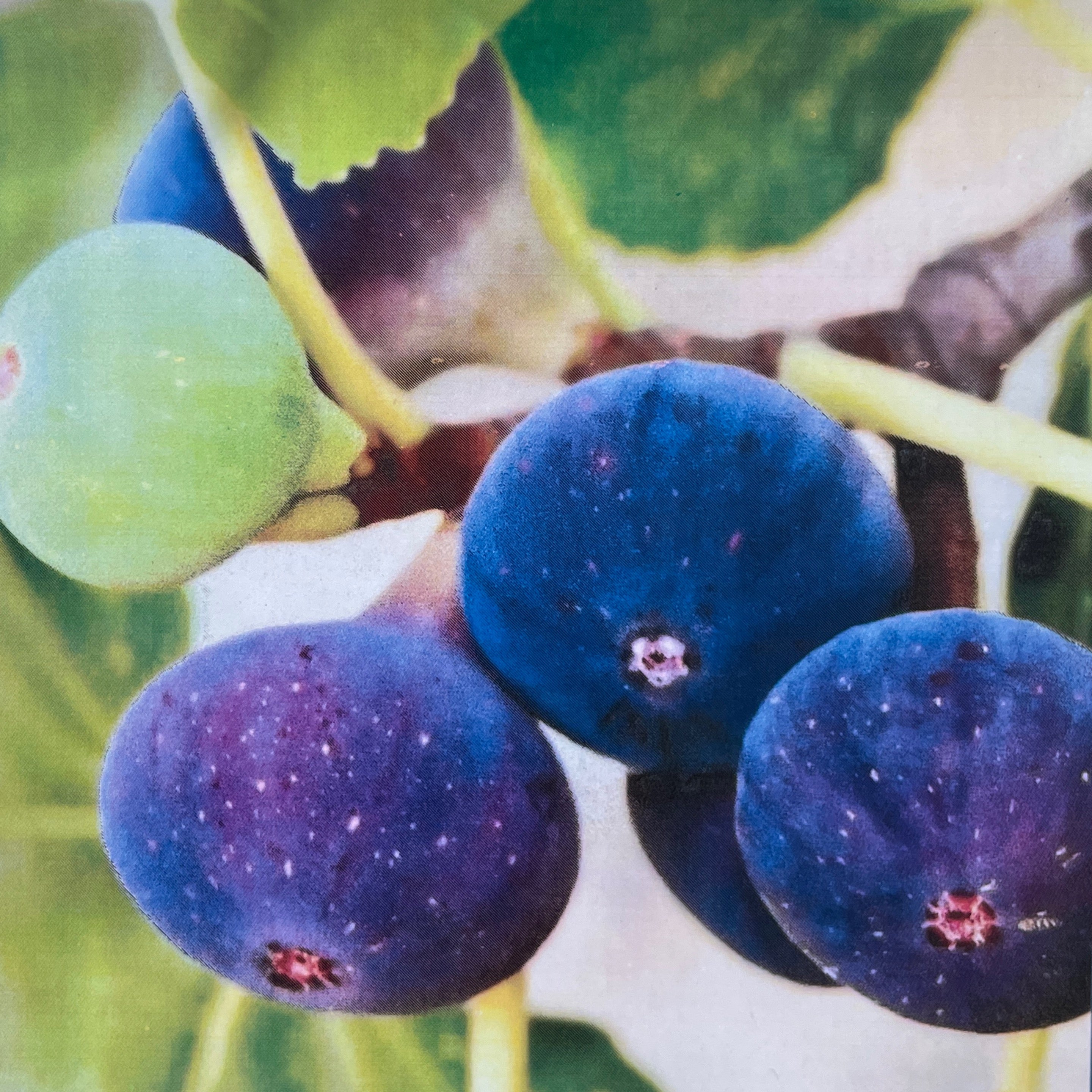 3 Gallon Chicago Hardy Fig | Cane Row Nursery & Landscaping