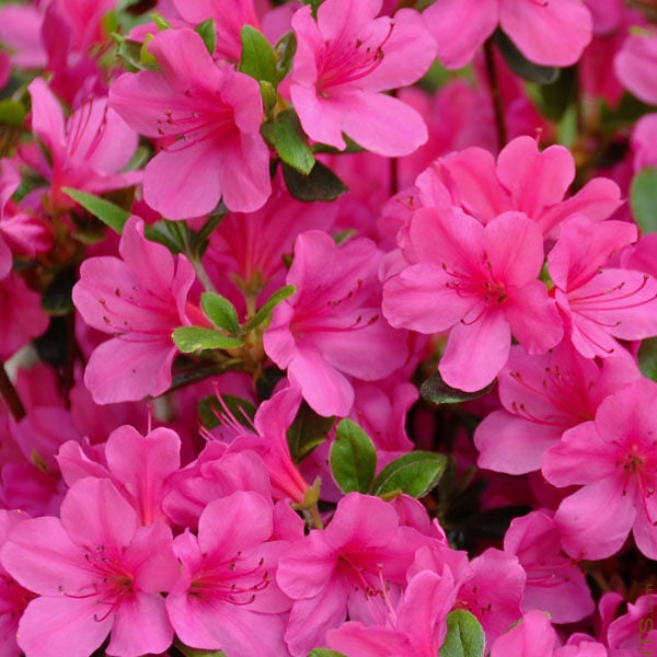 7 Gallon Judge Solomon Azalea | Cane Row Nursery & Landscaping