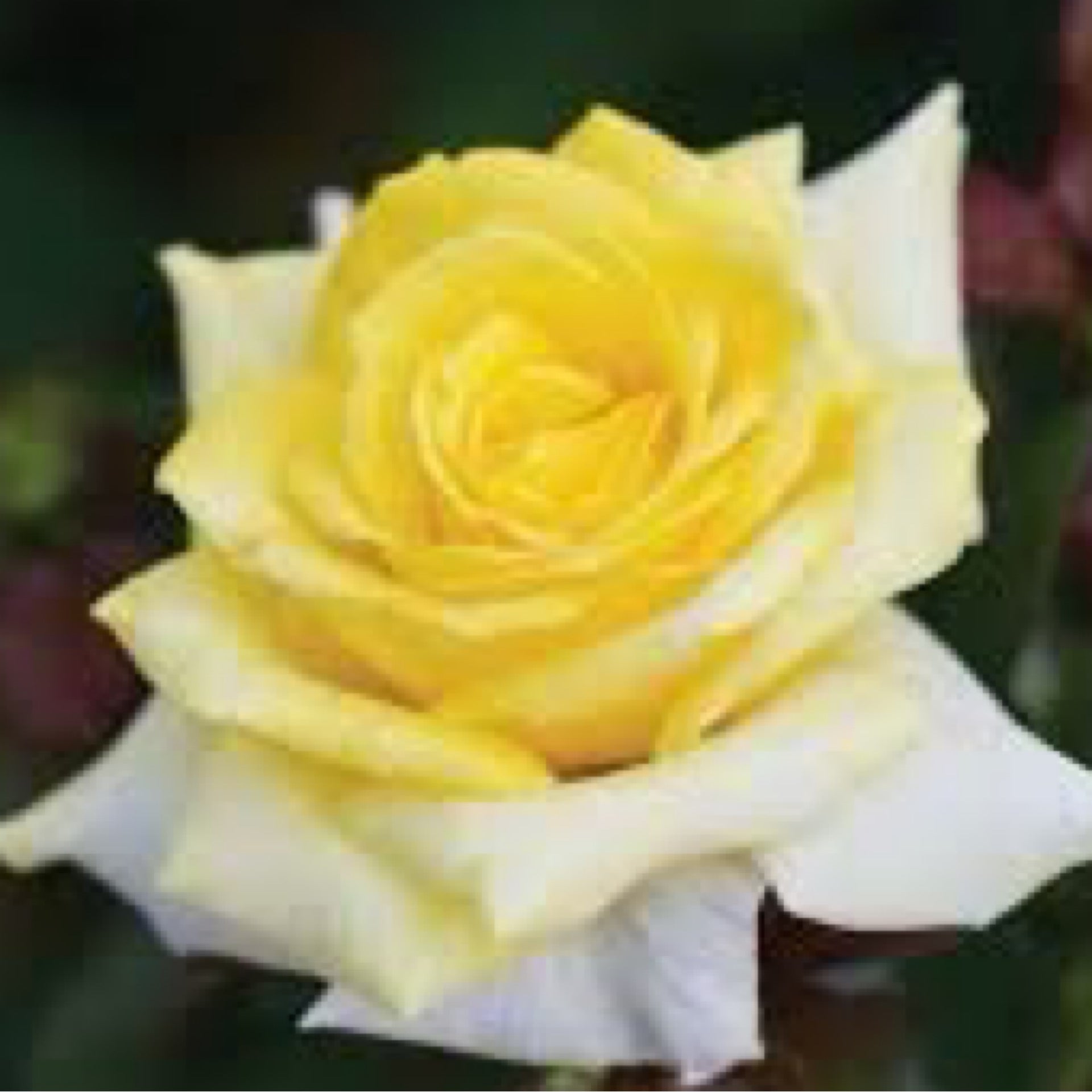 3 Gallon Lemontini Rose | Cane Row Nursery & Landscaping