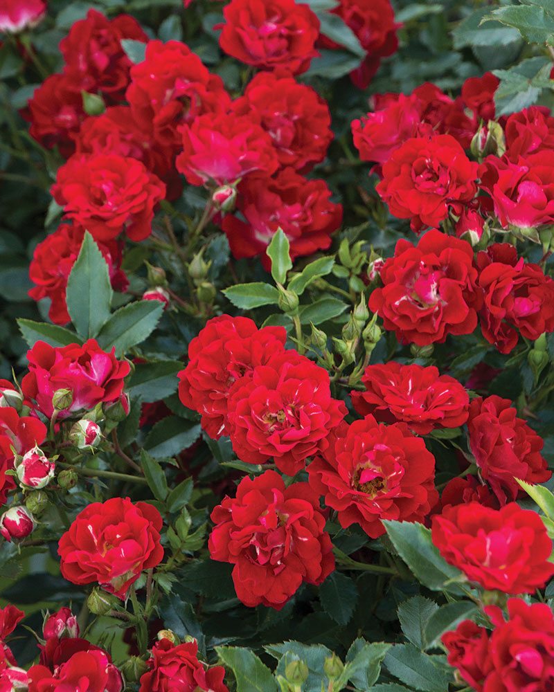 3 Gallon Red Drift Rose | Cane Row Nursery & Landscaping