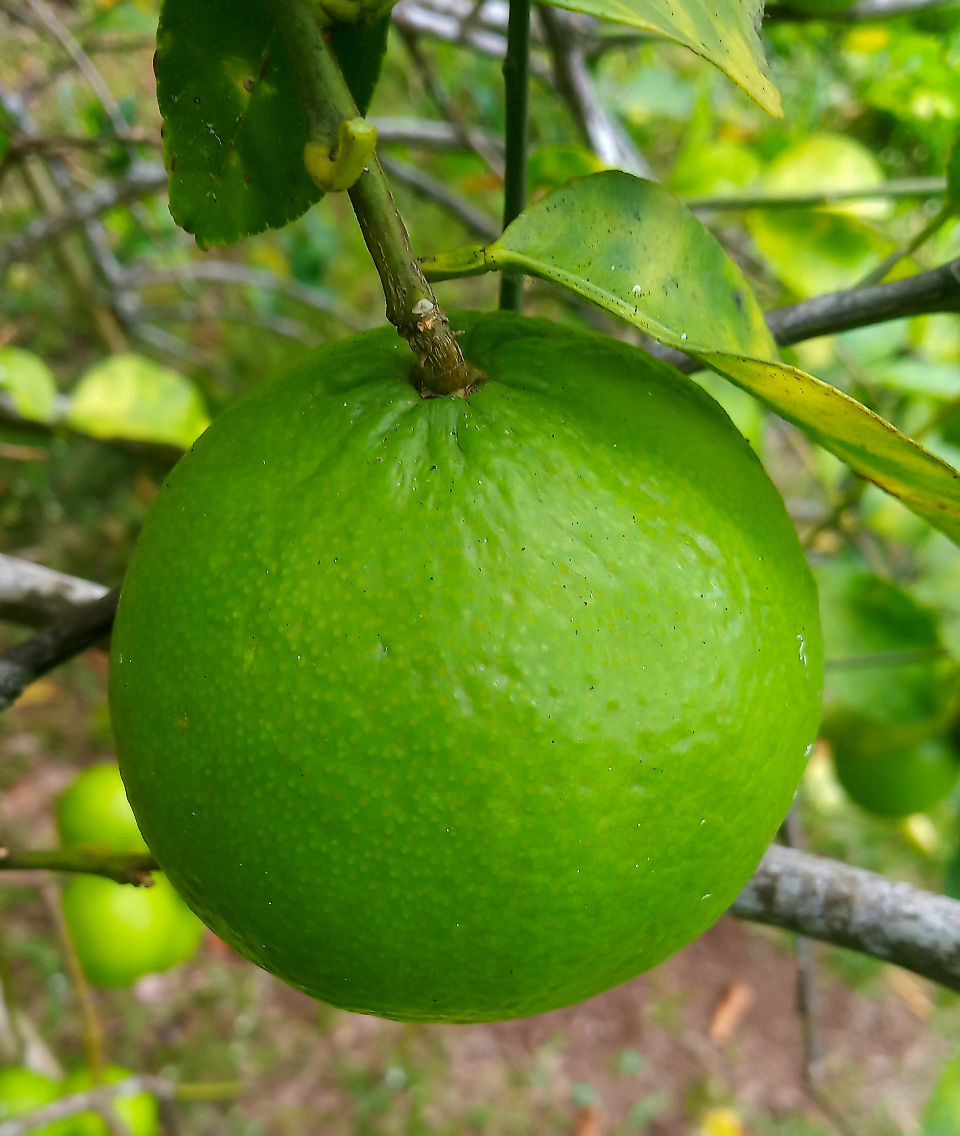 1 Gallon Thornless Key Lime | Cane Row Nursery & Landscaping