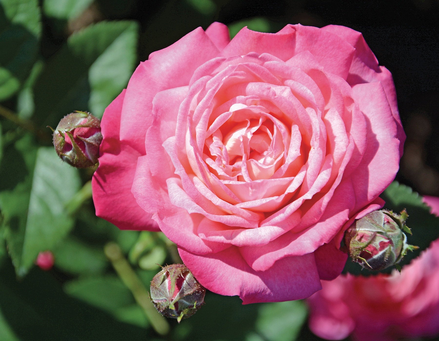 3 Gallon Peppermint Pop Rose | Cane Row Nursery