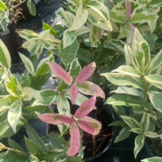 Shop All Plants, Trees, and Garden Supplies | Cane Row Landscaping ...