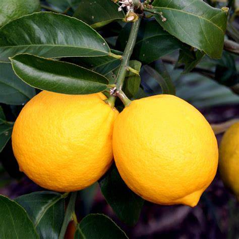 7 Gallon Improved Meyer Lemon | Cane Row Nursery & Landscaping