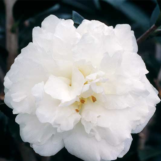 15 Gallon Snow on the Mountain Camellia | Cane Row Nursery
