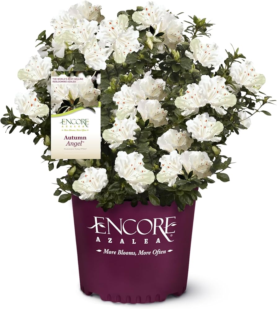3 Gallon Autumn Angel Encore Azalea | Cane Row Nursery & Landscaping