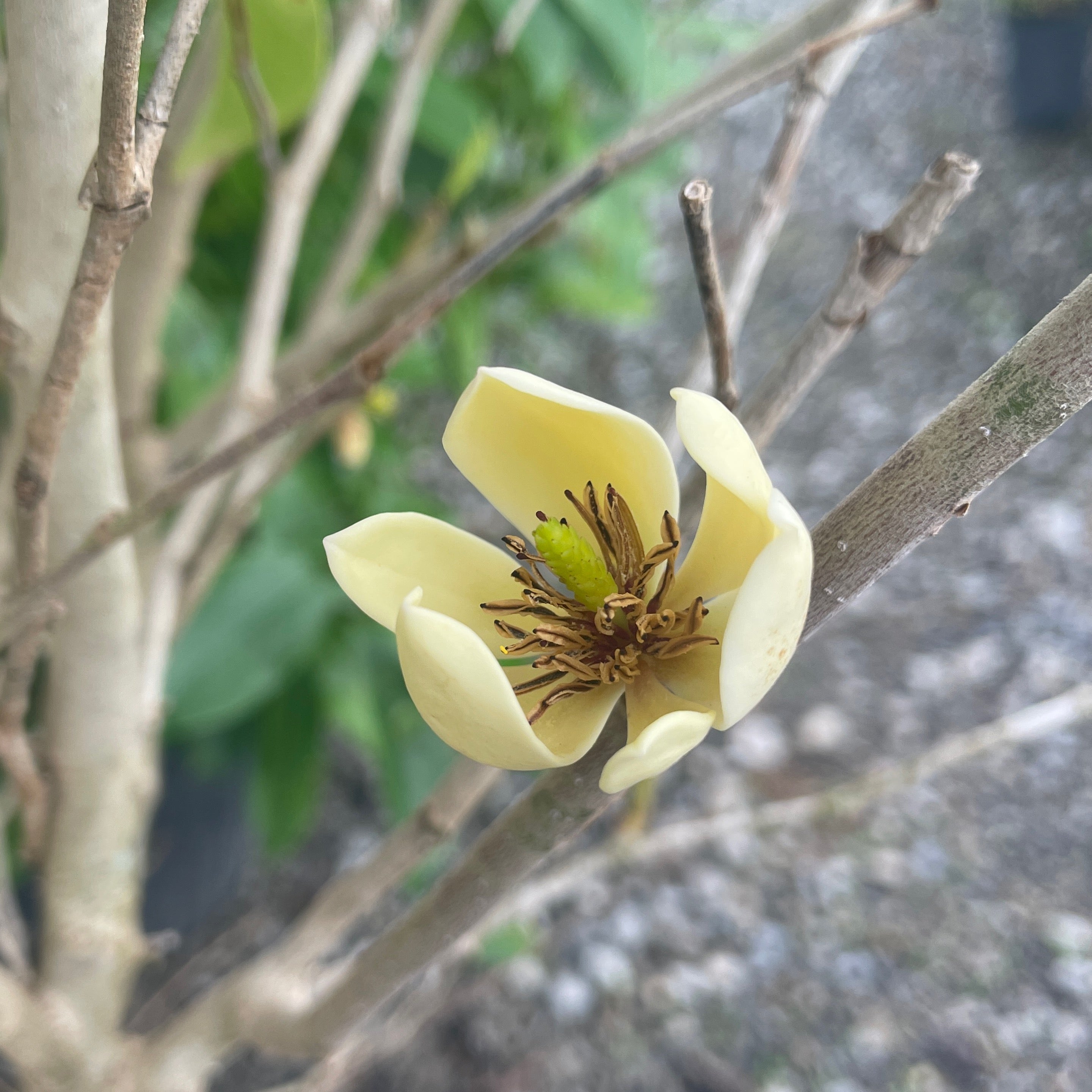 3 Gallon Banana Magnolia | Cane Row Nursery