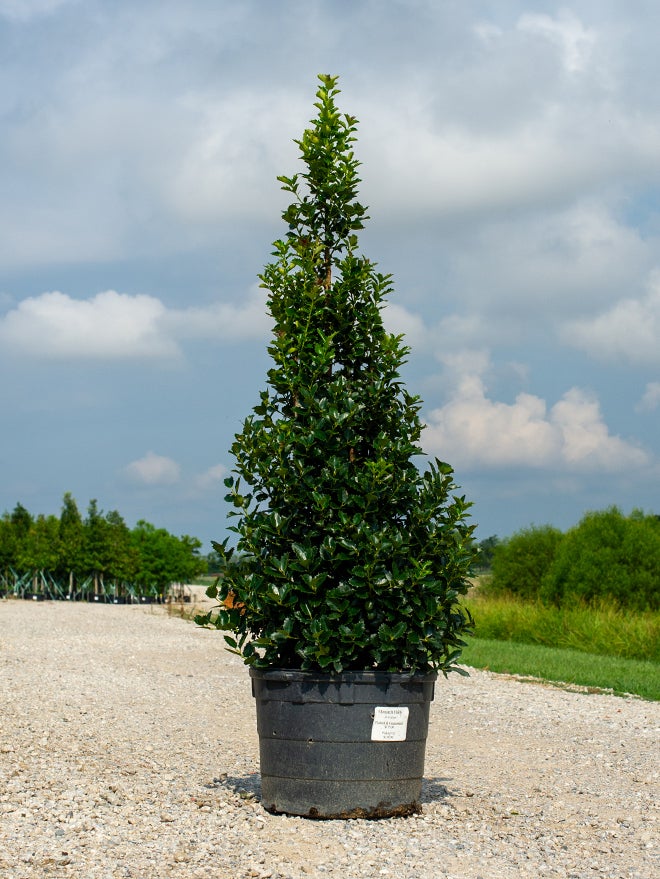 30 Gallon Monarch Holly | Cane Row Nursery