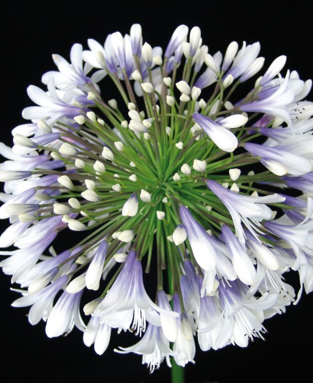 1 Gallon Queen Mum Agapanthus | Cane Row Nursery & Landscaping