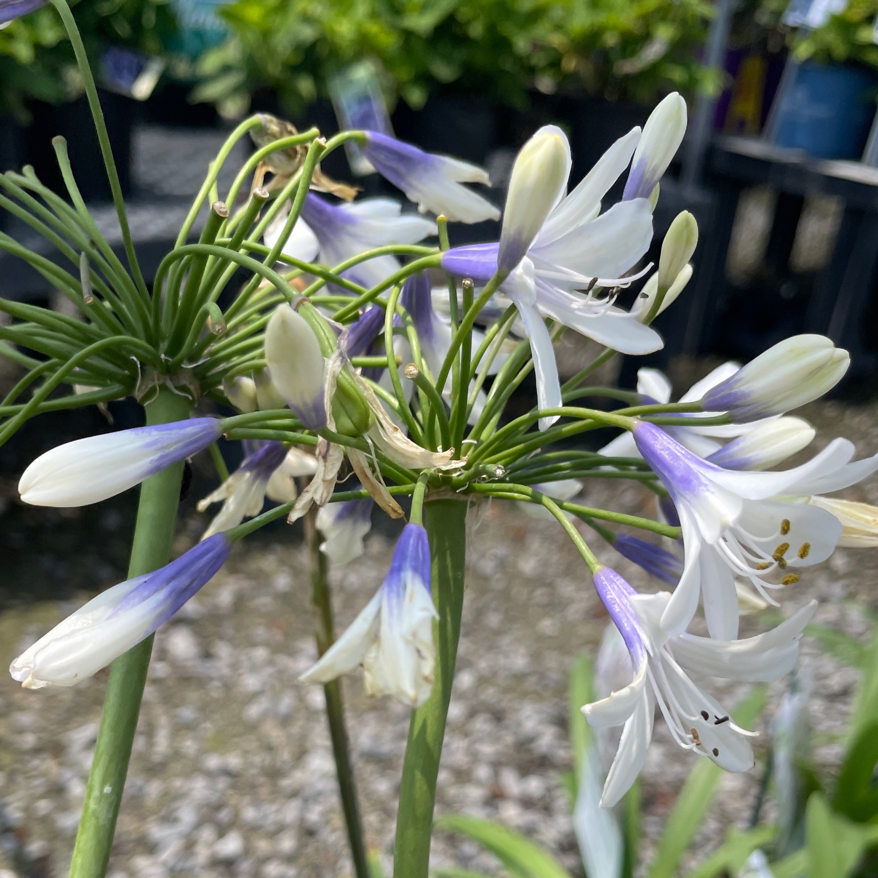 1 Gallon Indigo Frost Agapanthus | Cane Row Nursery