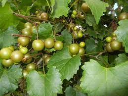 2 Gallon Scuppernong Muscadine | Cane Row Nursery & Landscaping