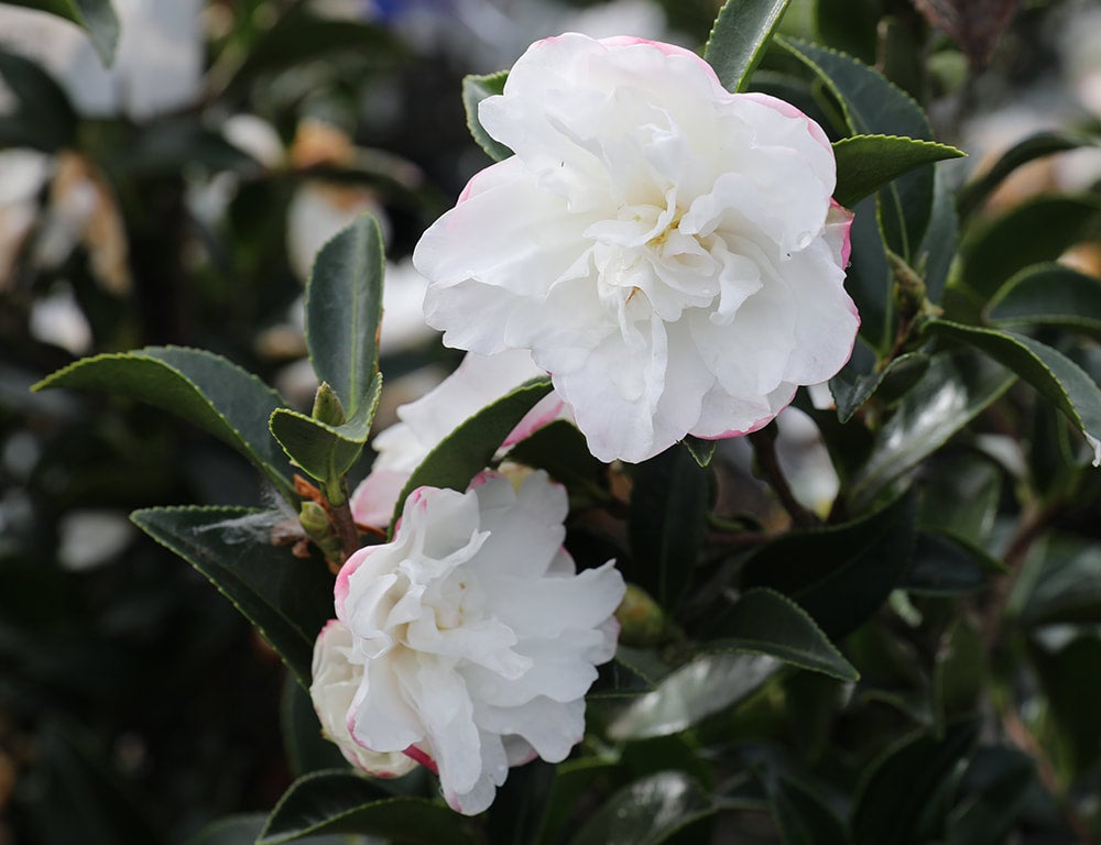 3 Gallon Silver Dollar Camellia | Cane Row Nursery & Landscaping